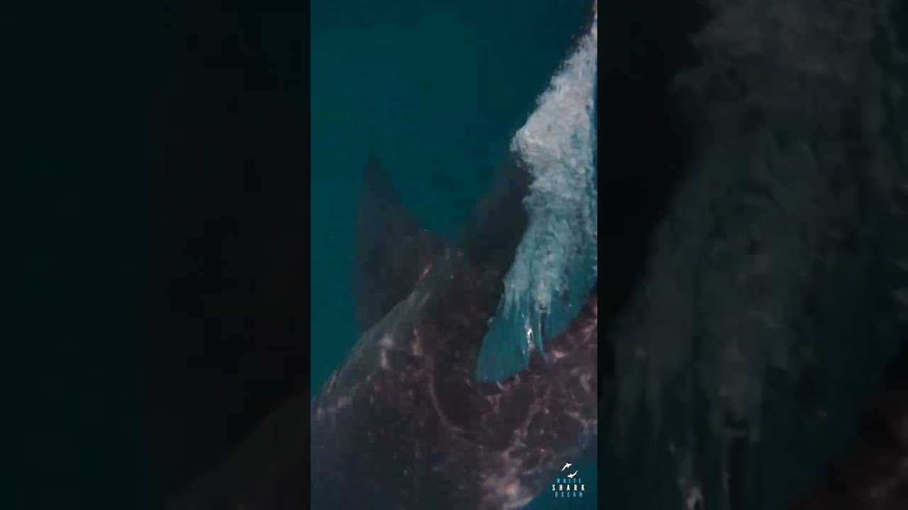 Great white shark disappears underneath the camera