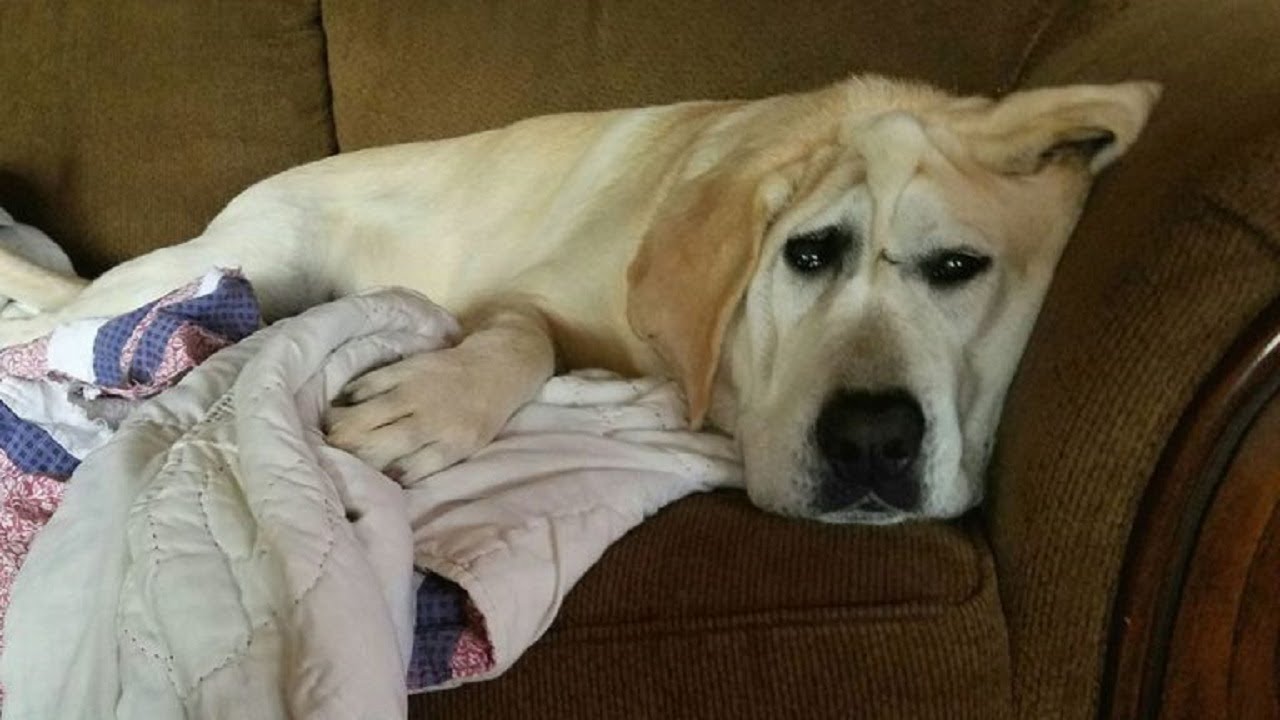 This depressed dog was rejected for his deformed face but his life ...