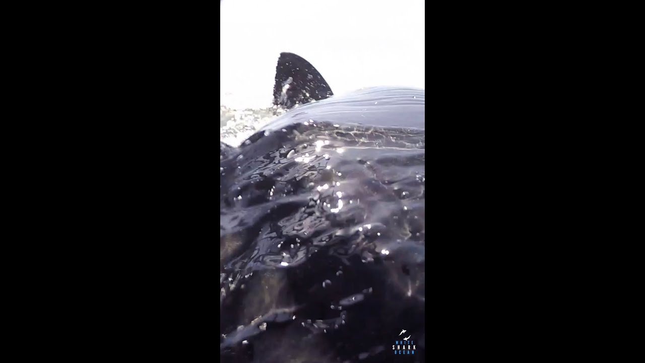 Great white shark has a brush with the camera #shorts