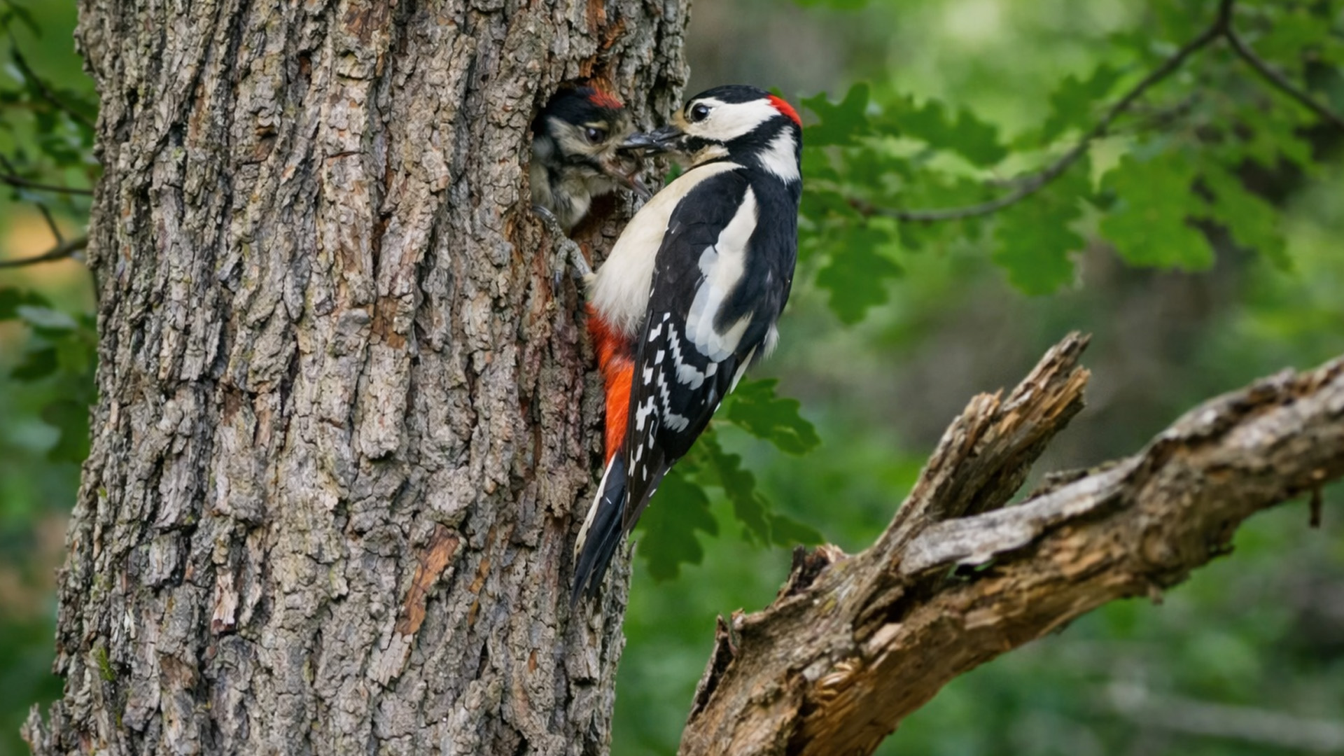 Hidden camera captures a woodpecker feeding its chick inside a tree