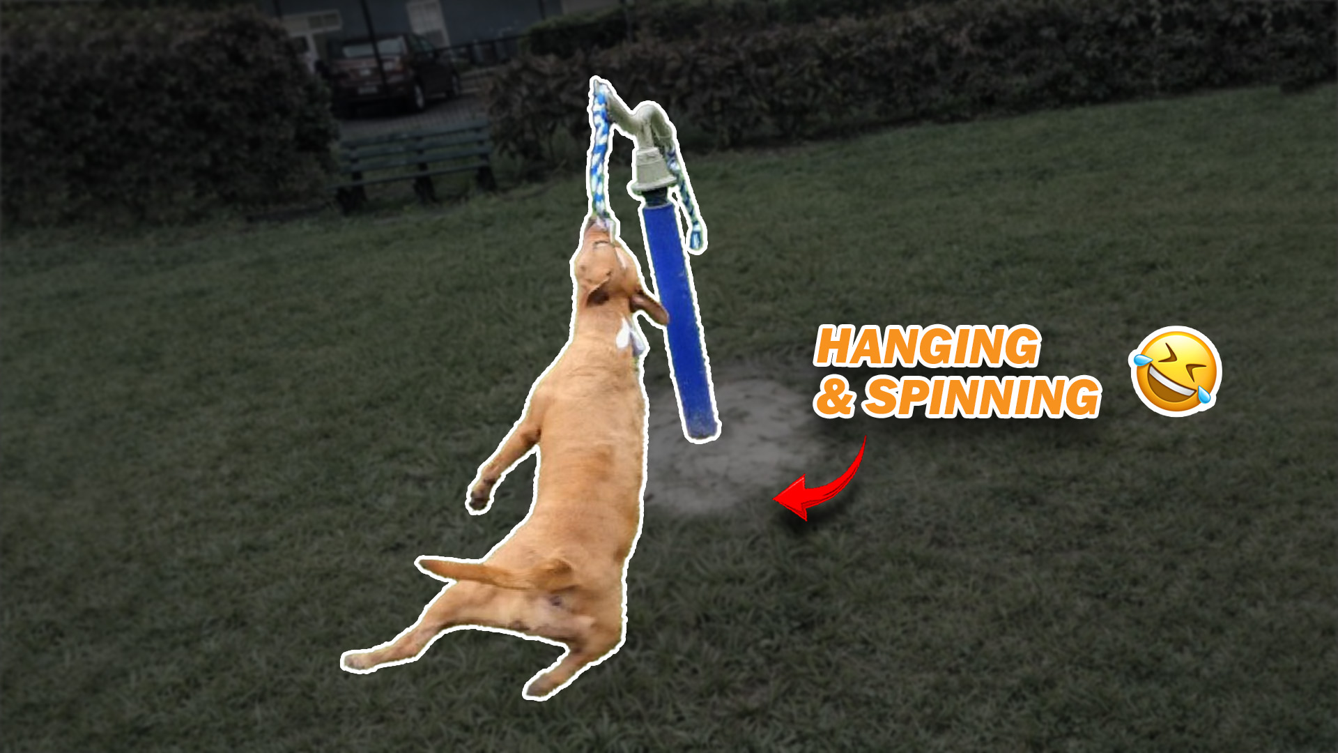Random funny dog moments video