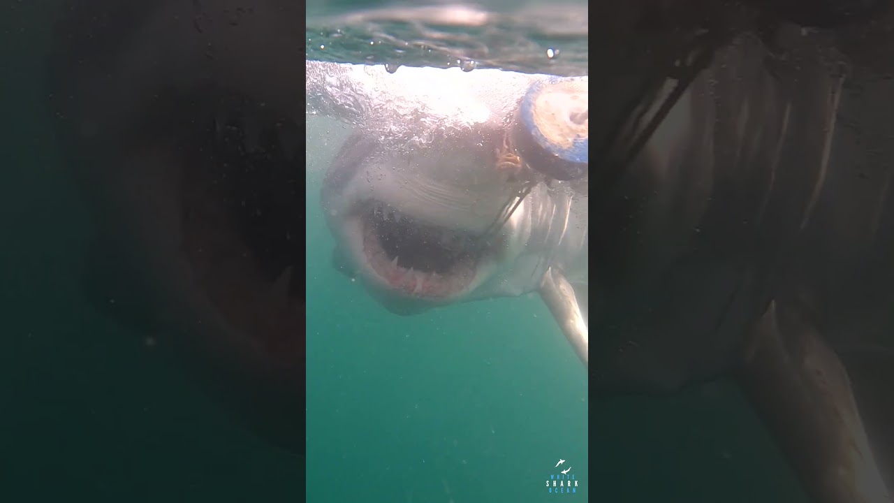 Great white shark powerful jaws in action