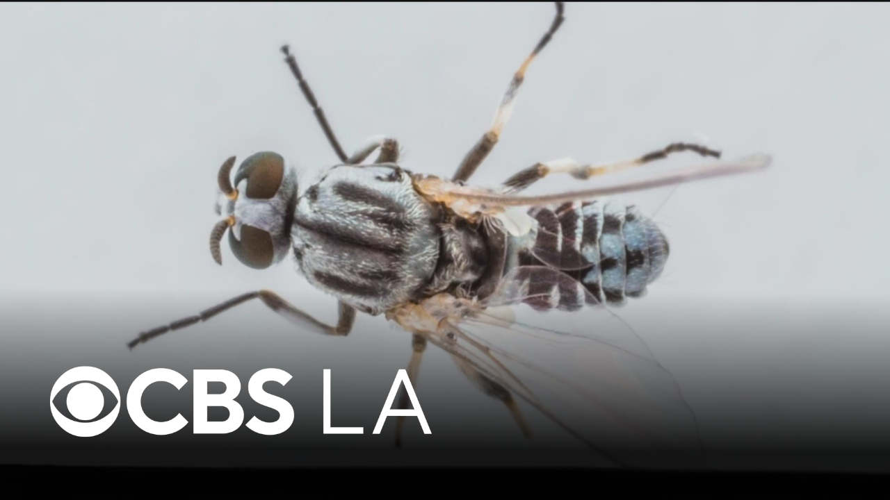 Tiny eye-biting fly population surges in San Gabriel Valley