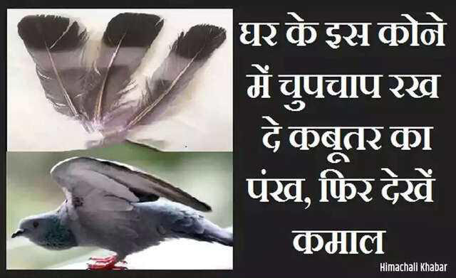 Transform your life with this unique pigeon remedy
