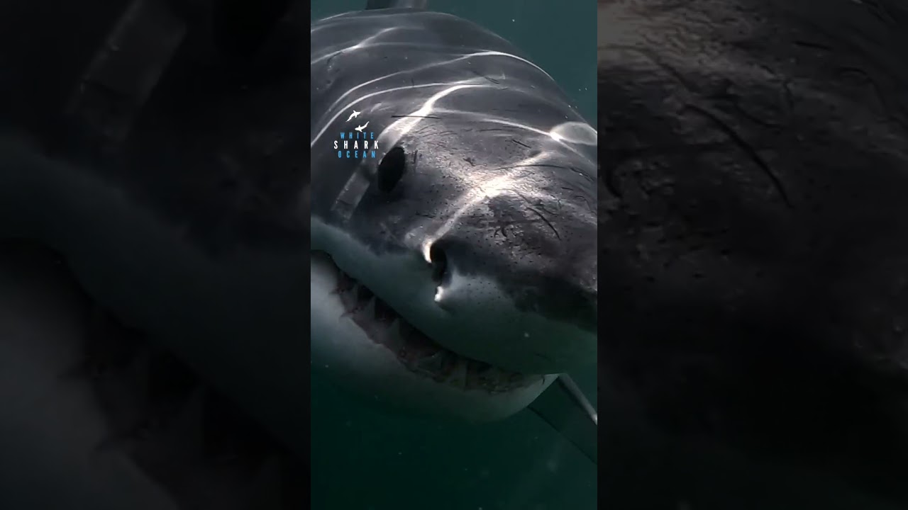 Silvery great white shark emerging #greatwhite