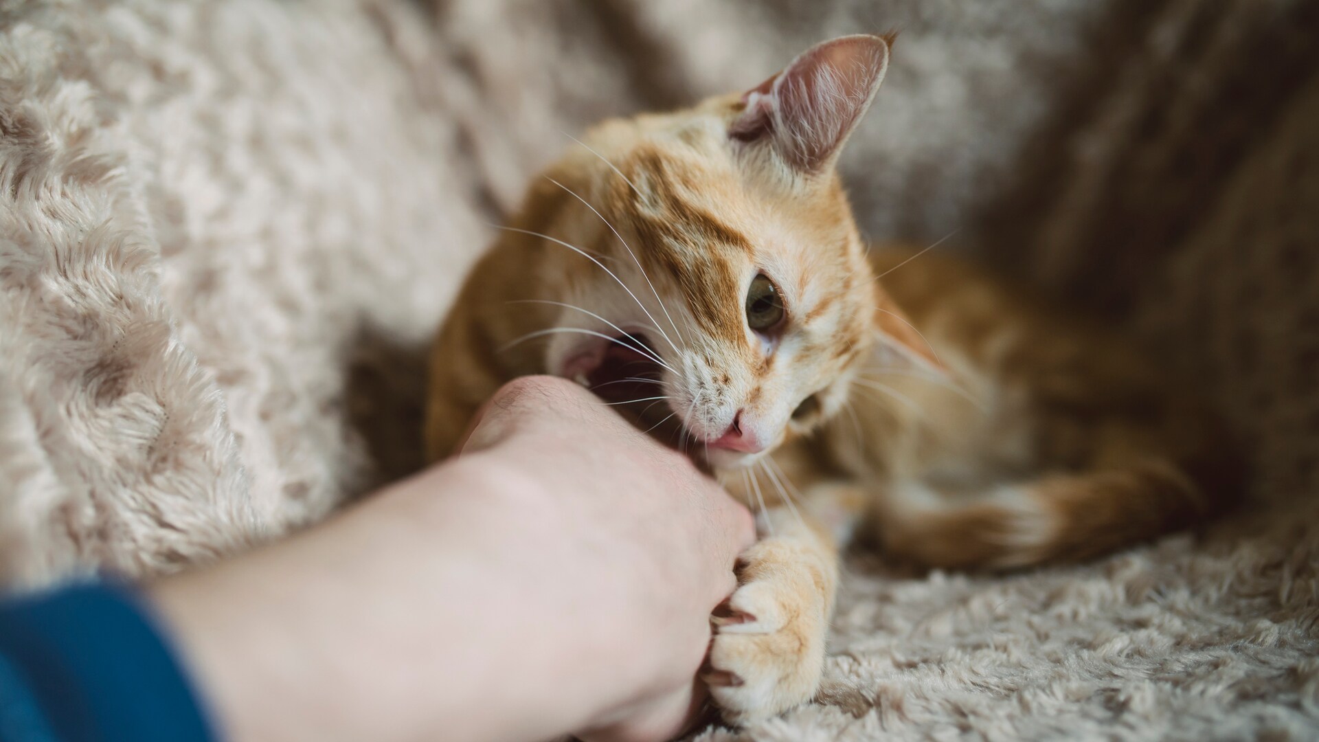 Duch Bisse und Kratzer: Katzen übertragen einen Bodenpilz auf Menschen