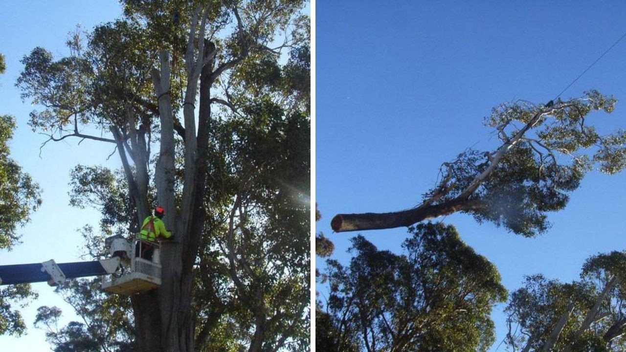 Man’s horror injury after tree falls on him