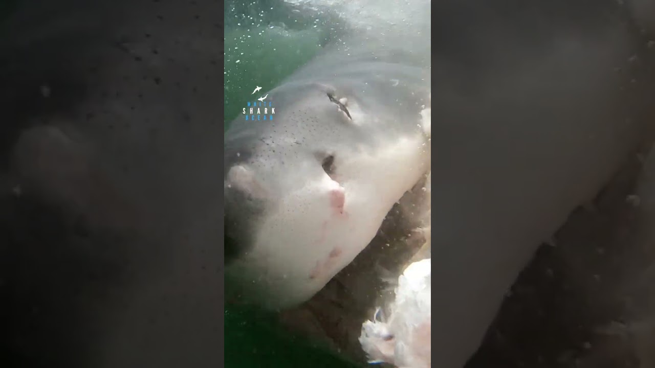 Great white shark sinks in teeth #greatwhite