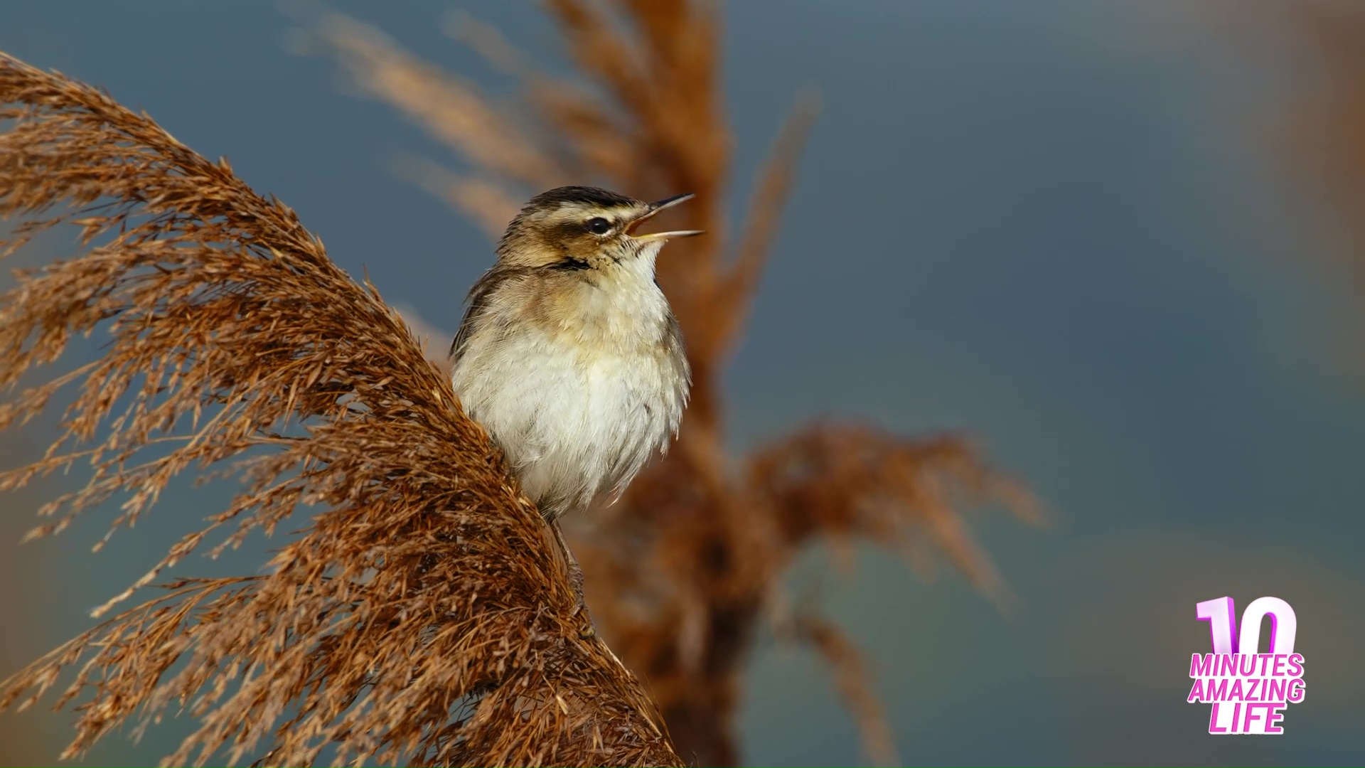 Kleine vogel met een verrassend grote stem