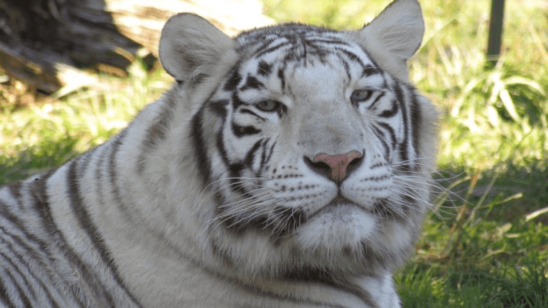 The Oregon park where you can walk among rare wild cats