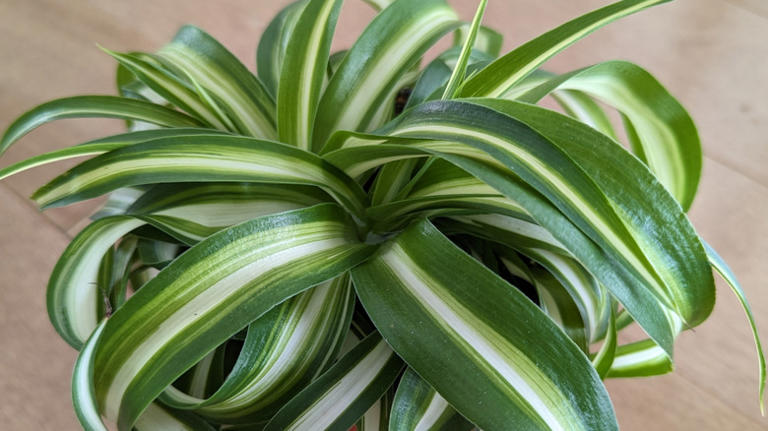 The ancient growing technique that turns a simple spider plant into a ...