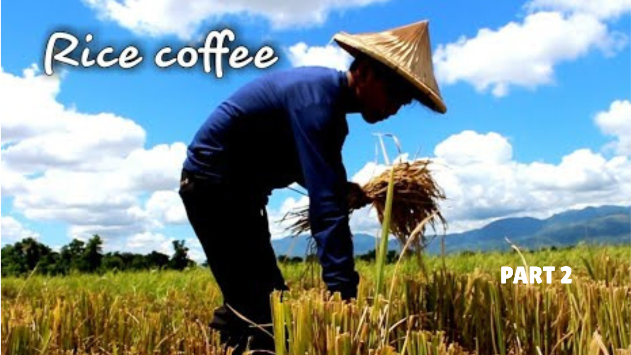Make rice coffee the traditional drink you need to try