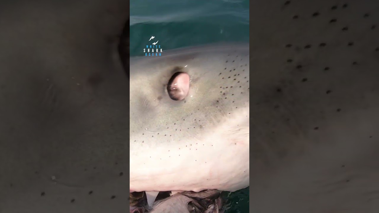 Great white eye rolled back