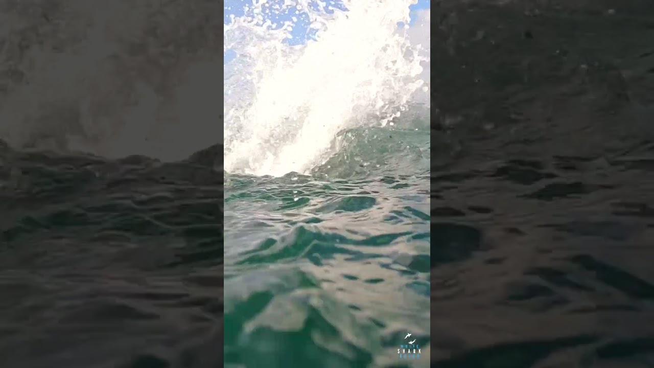 Great white shark breach