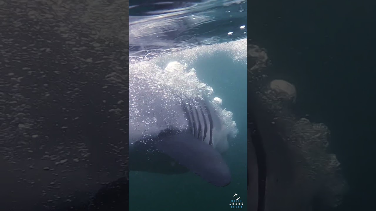 Great white shark gill flare