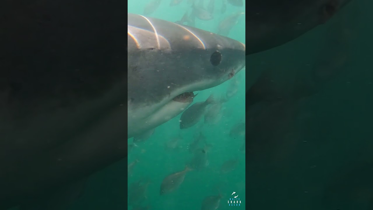 Great white turns before smashing through the surface