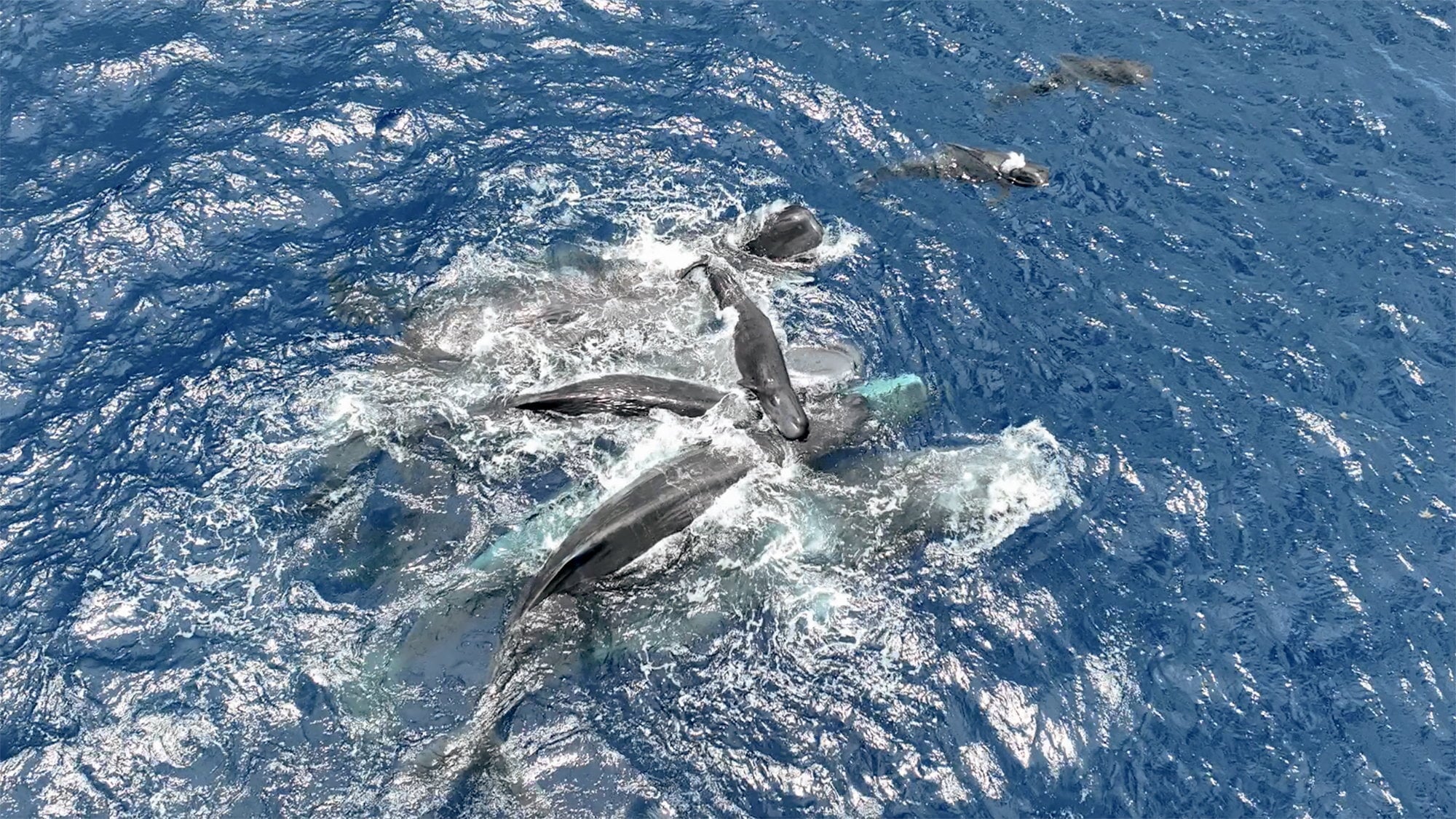 Giving birth is a family affair for whales, reveals new research