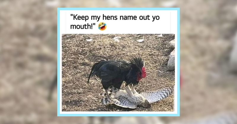 22 Hilarious Memes of Absurd Animals Destined to Distract You from Work