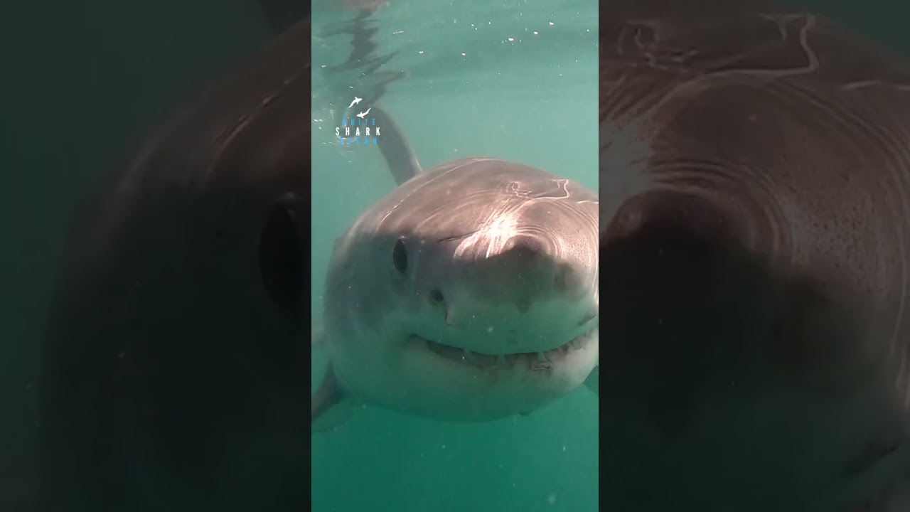 Great white turns for the camera next to the beach #greatwhite