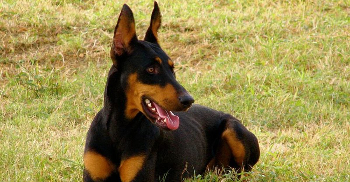 17 dog breeds people consistently misjudge until they actually spend ...
