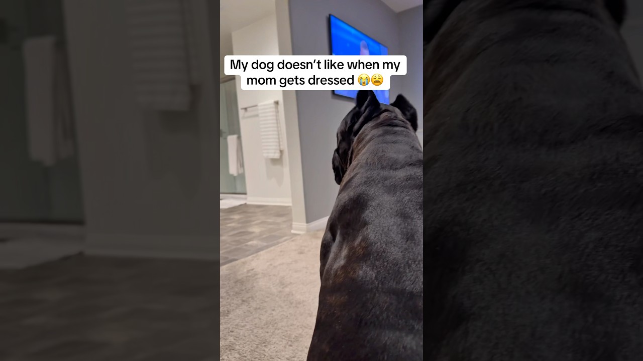 Cane corso acts shy when the camera comes out