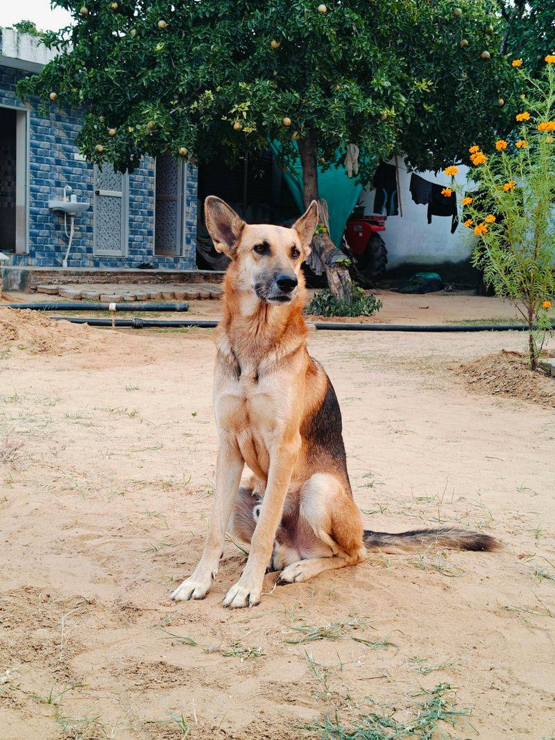 16 dog breeds that tend to show up disproportionately in professional ...