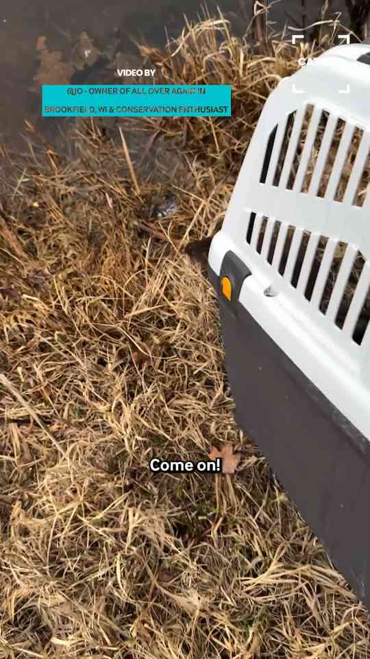 Risky rescue in Wisconsin as woman saves trapped muskrat