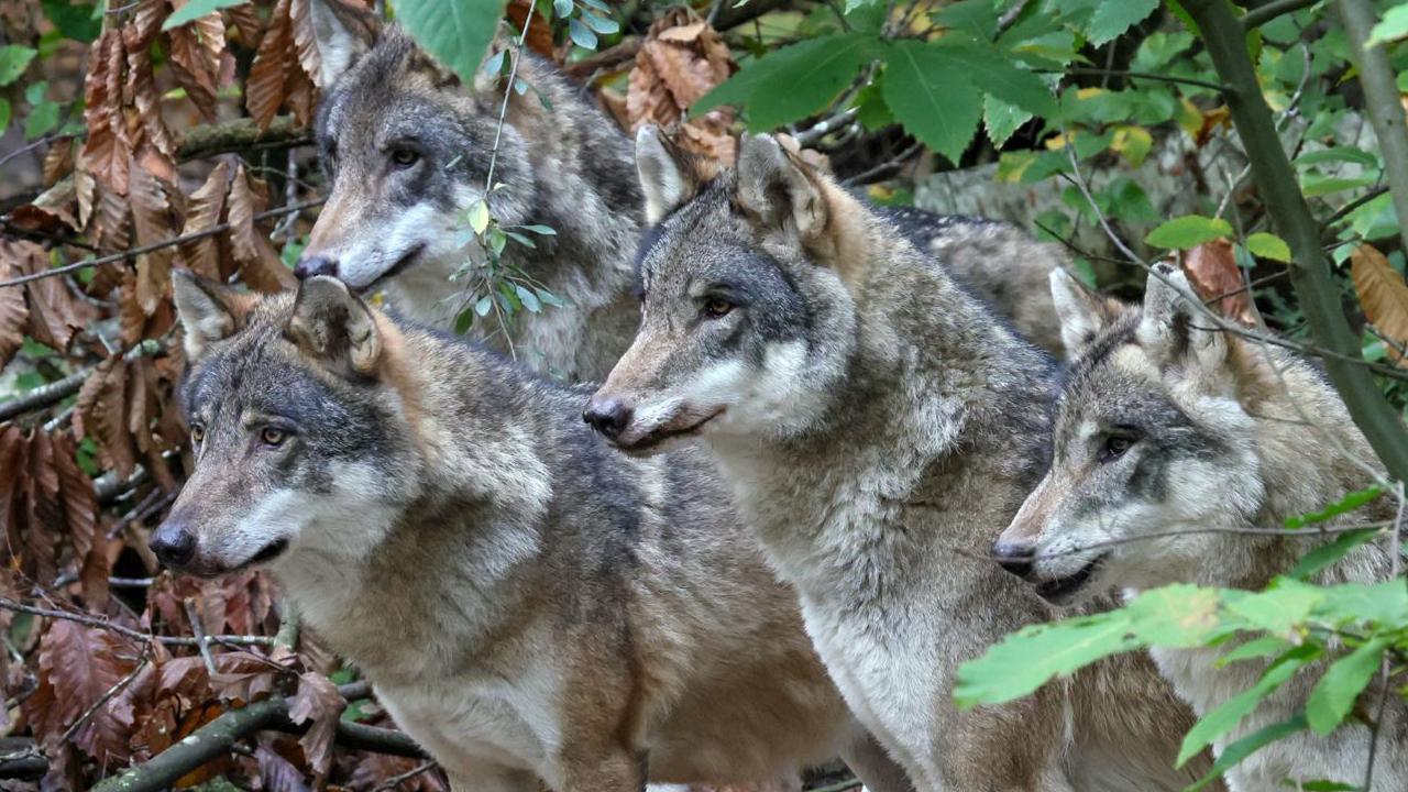'Heartbroken' charity questions keeping captive wolves