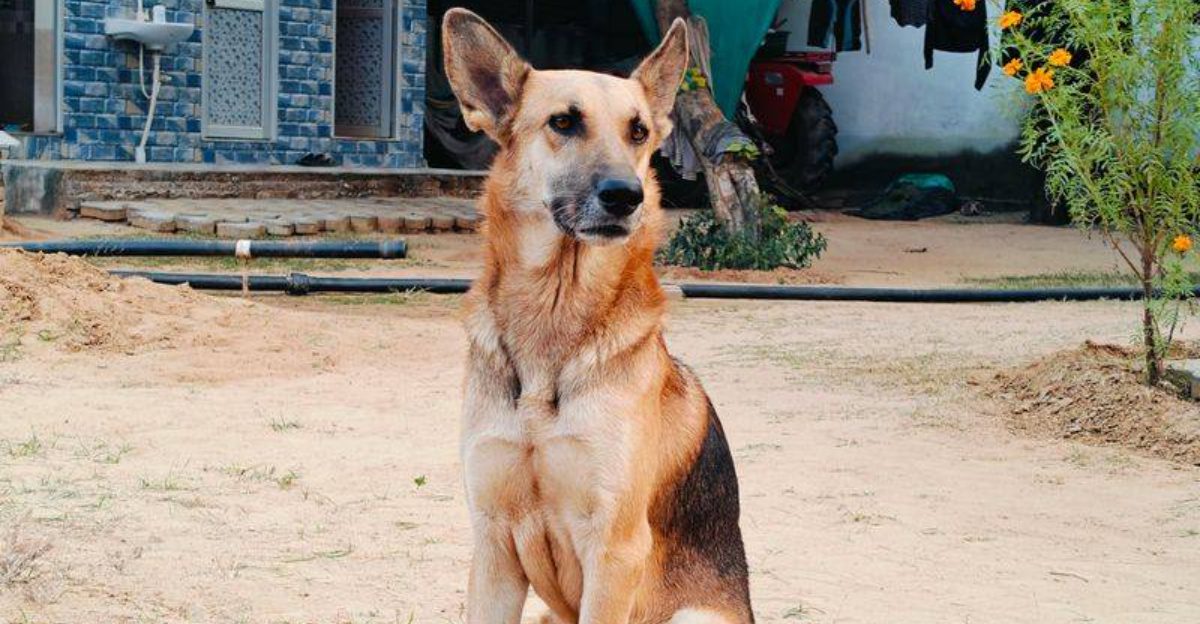 16 dog breeds that tend to show up disproportionately in professional ...