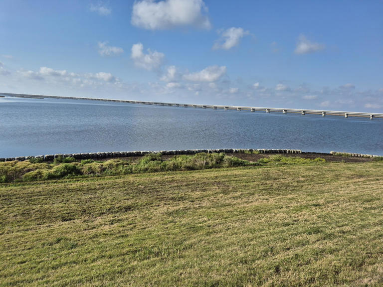 Volunteers plant cordgrass to combat levee erosion