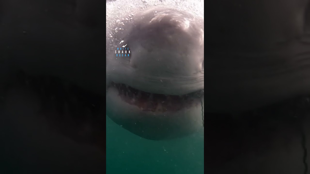 Great white shark shows off powerful jaws