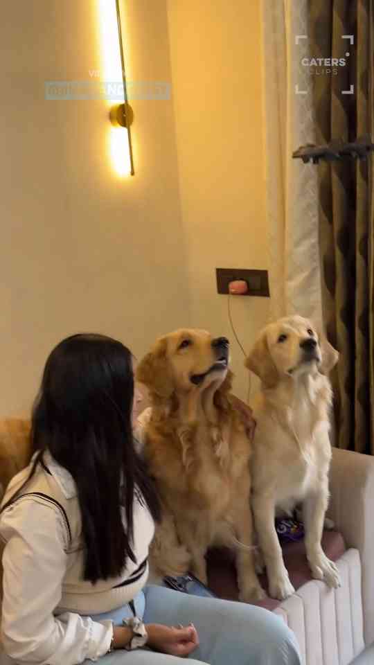 Dogs go wild as toy plane takes flight