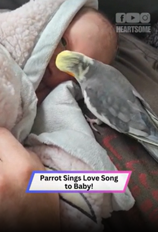 Parrot welcomes new baby | Sweet song and gentle moves captured