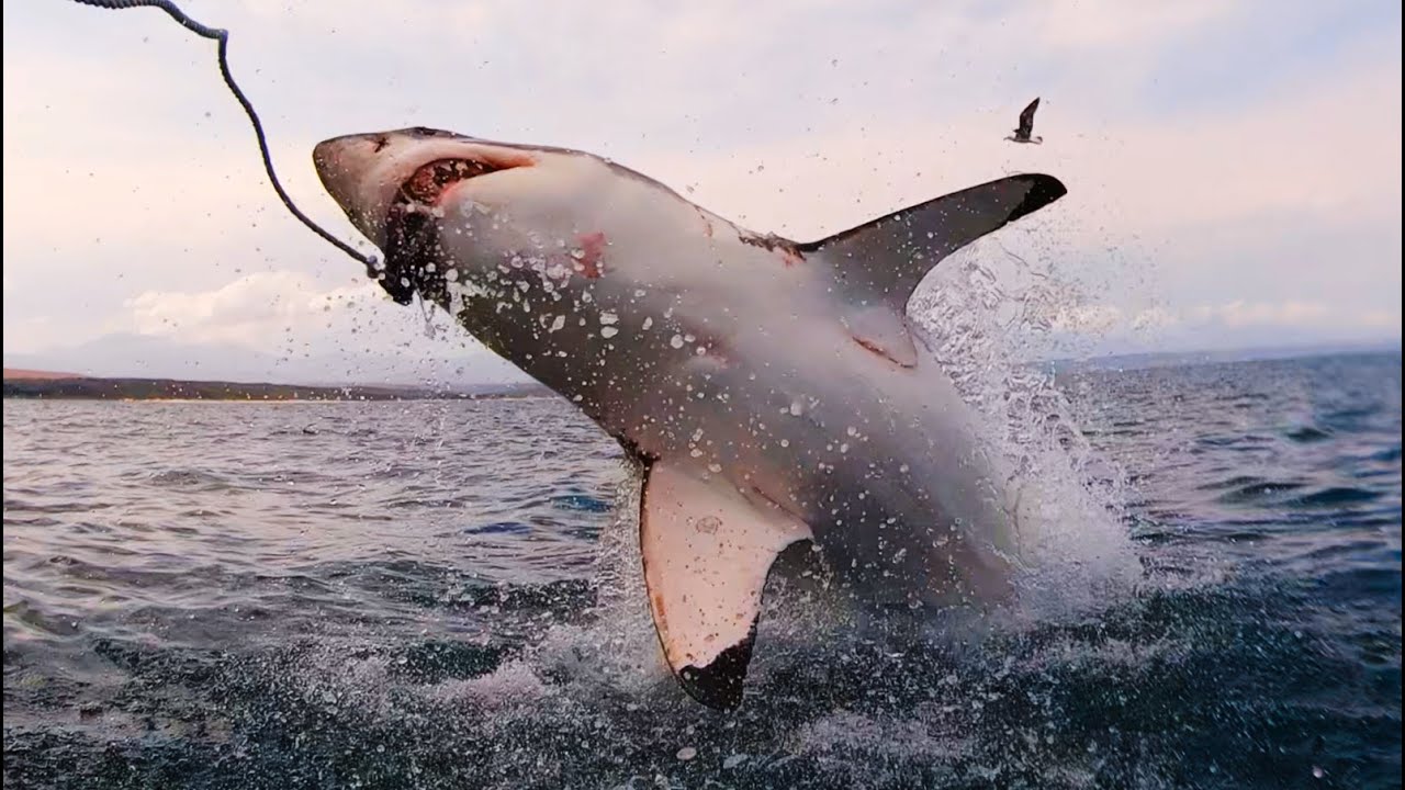 Majestic great white sharks: Stunning breach & underwater encounters