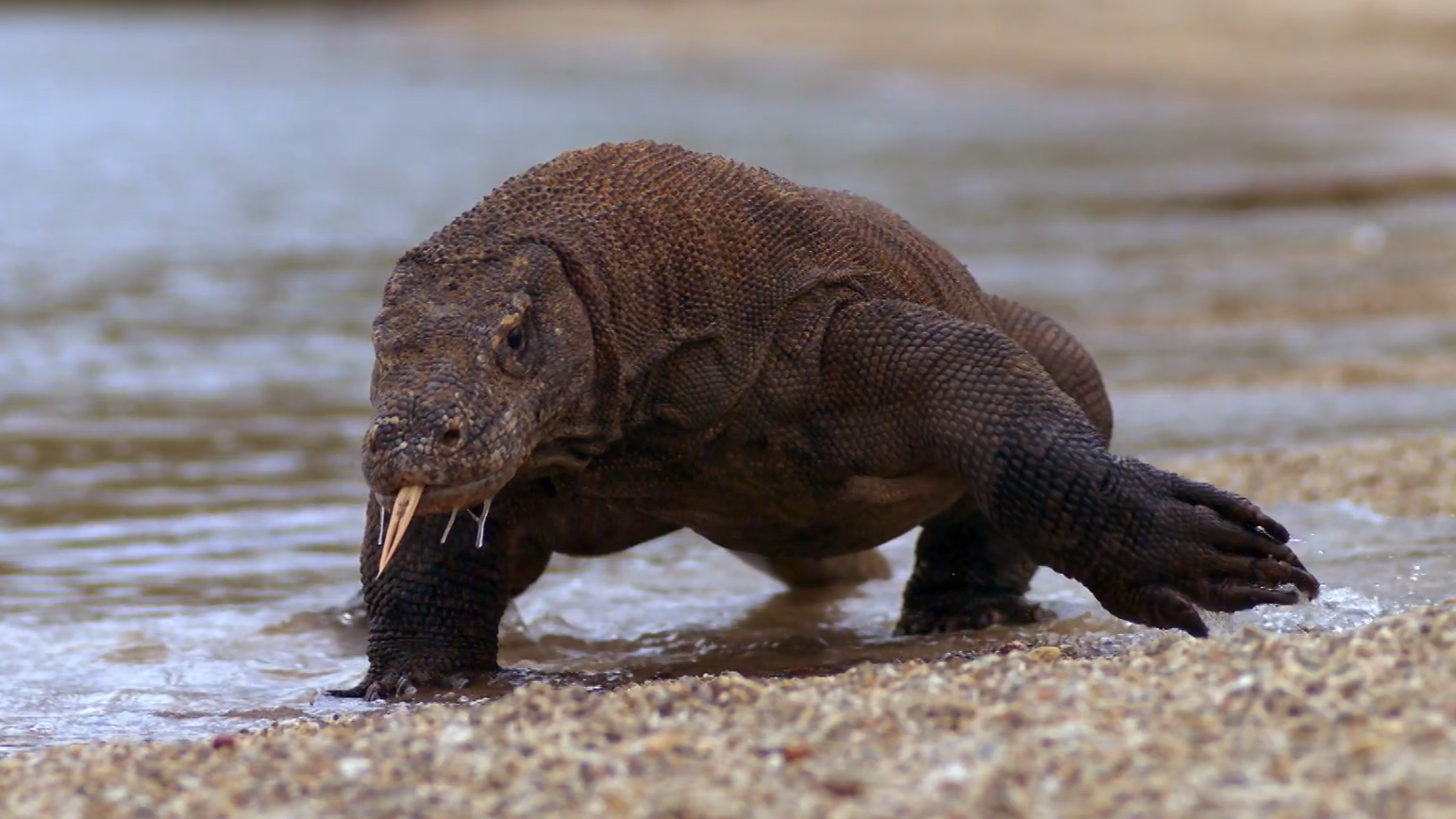 3 Meter lang, 70 kg schwer - Komodo-Monster zerreißt Menschen in Sekunden