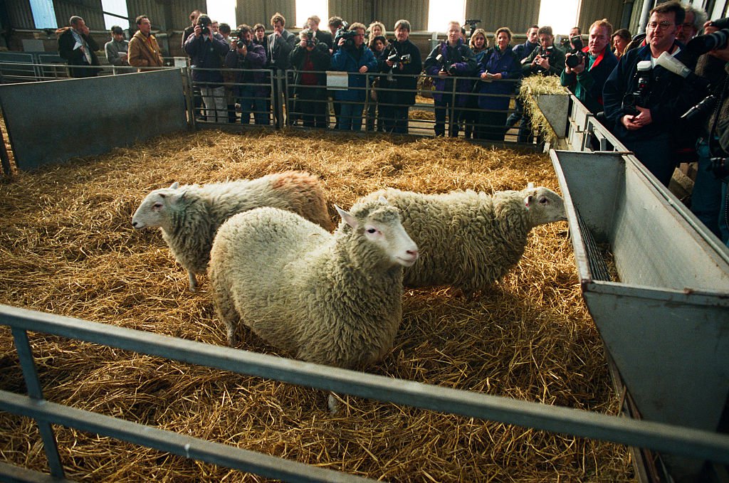 Dolly the cloned sheep’s cloned predecessor is now on display