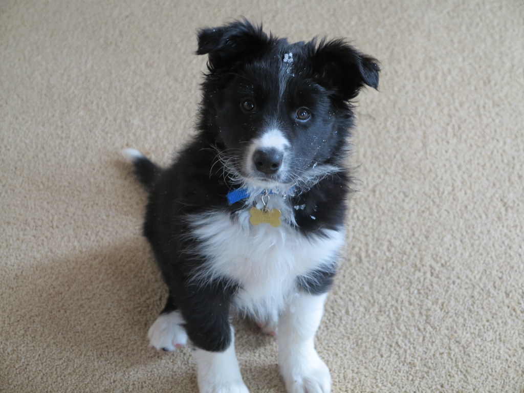 15 worst dog breeds for busy people