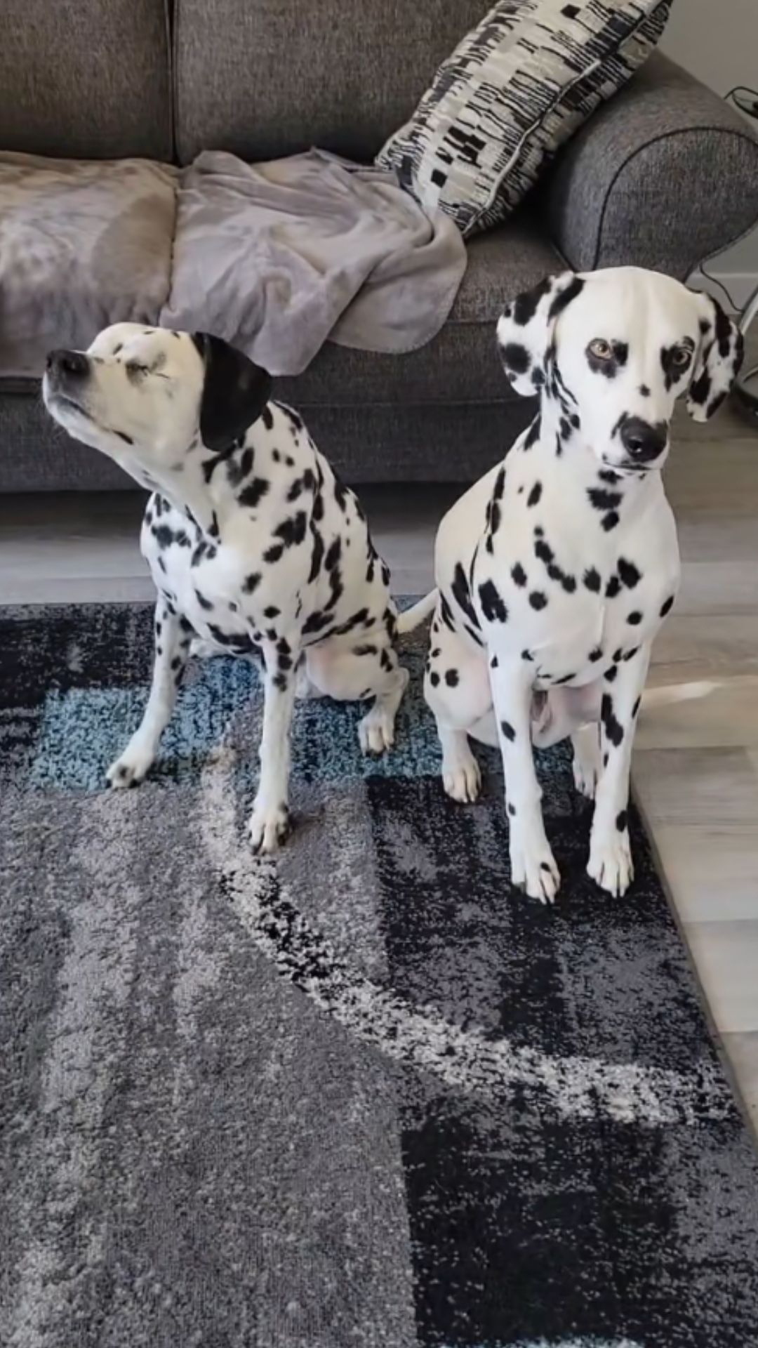 Adorable dog moments that prove love needs no words