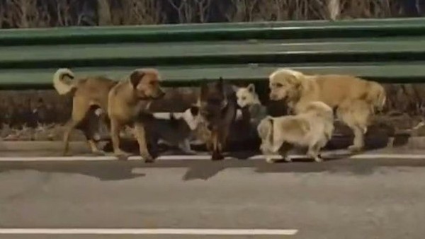 China: Hunde entkommen Schlachter und laufen heim – viraler Hit ist Fake