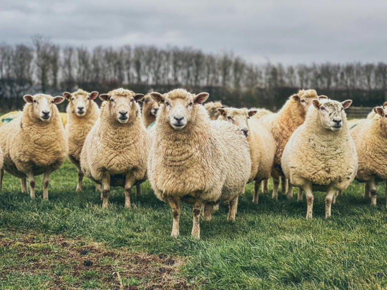 Dolly the cloned sheep’s cloned predecessor is now on display