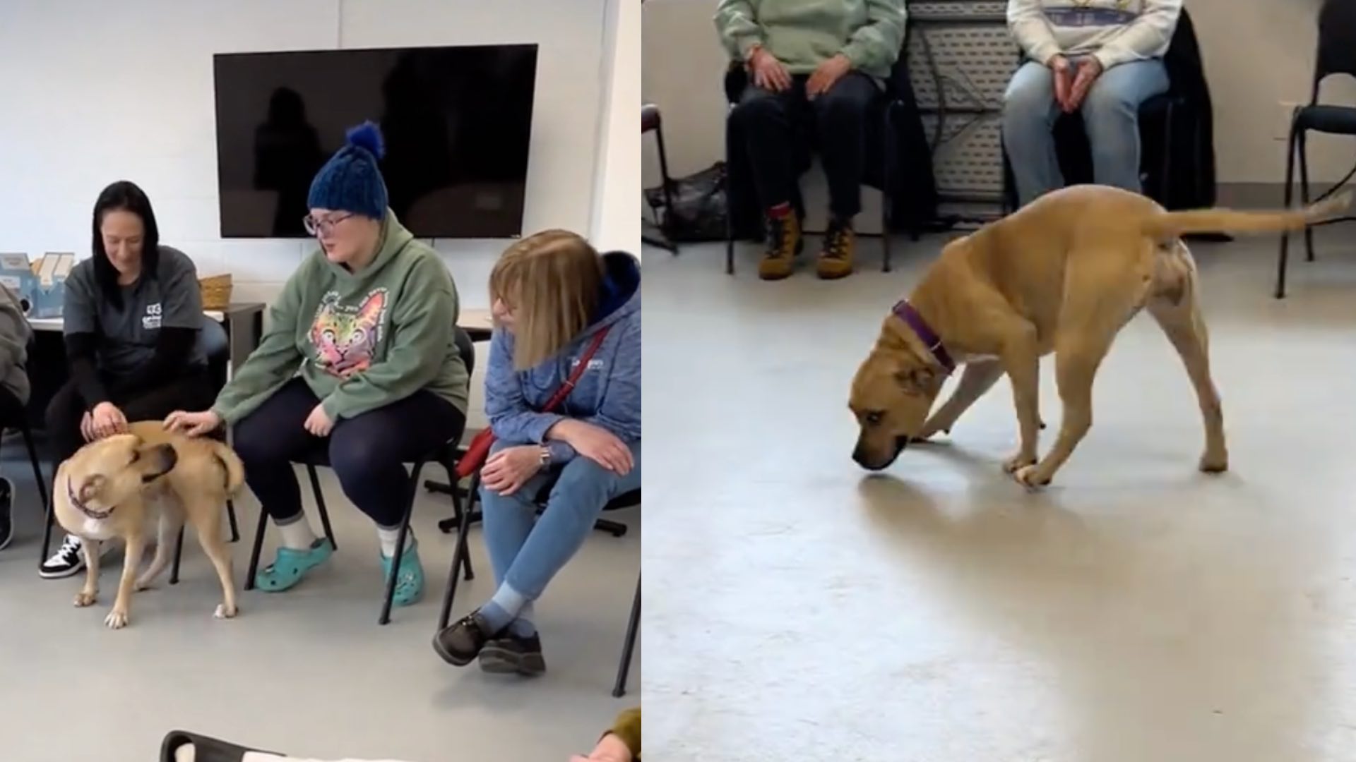 In this animal shelter, the dogs choose their future owners