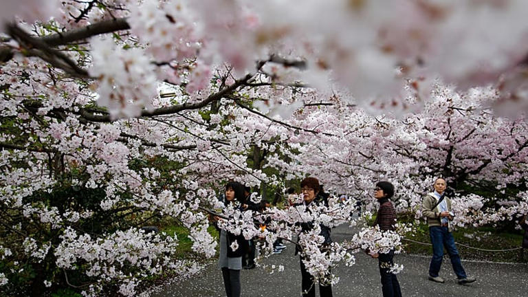 Japan: Tokyo sakura season begins with Ueno Park picnics