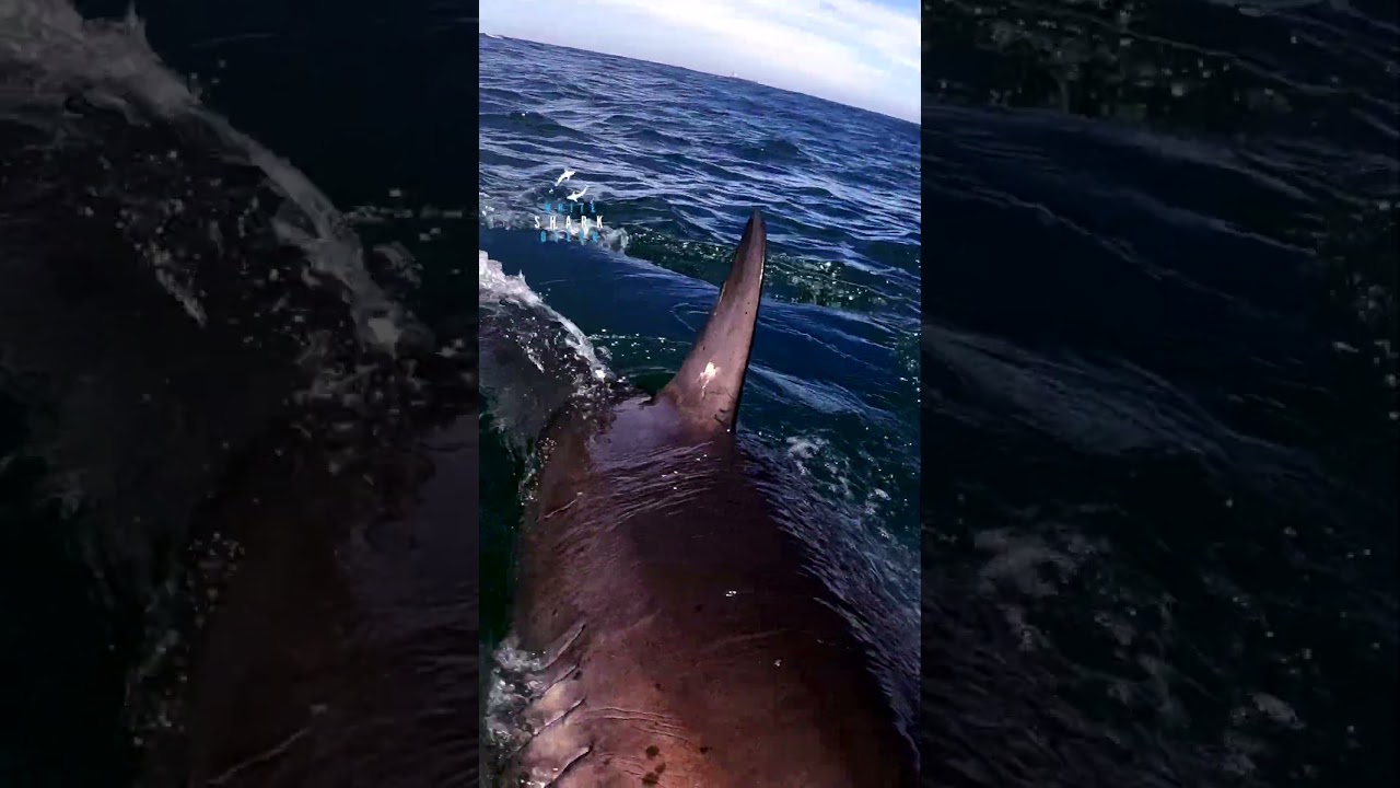 Great White Sharks Huge Body Just Below The Surface