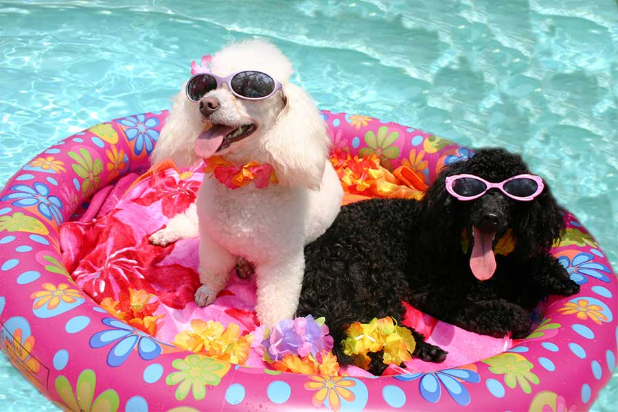 20 summer pet safety tips most owners overlook—and what to do instead