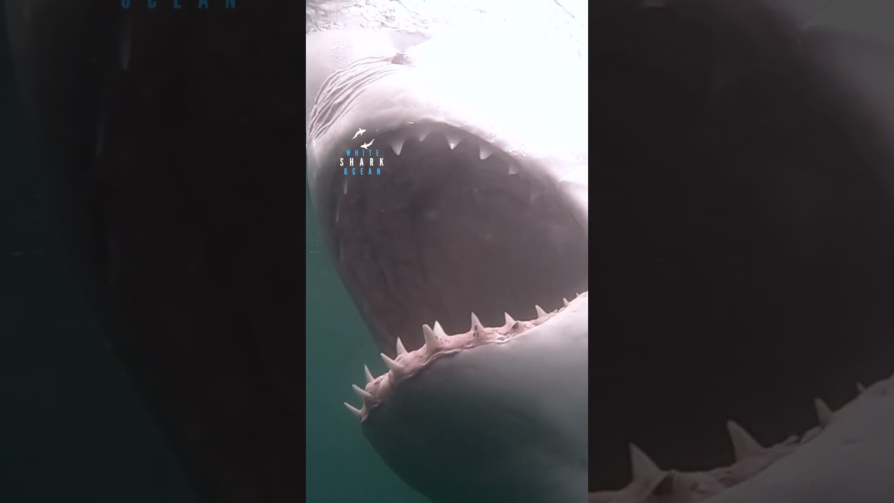 Big Great White Shark Jaws