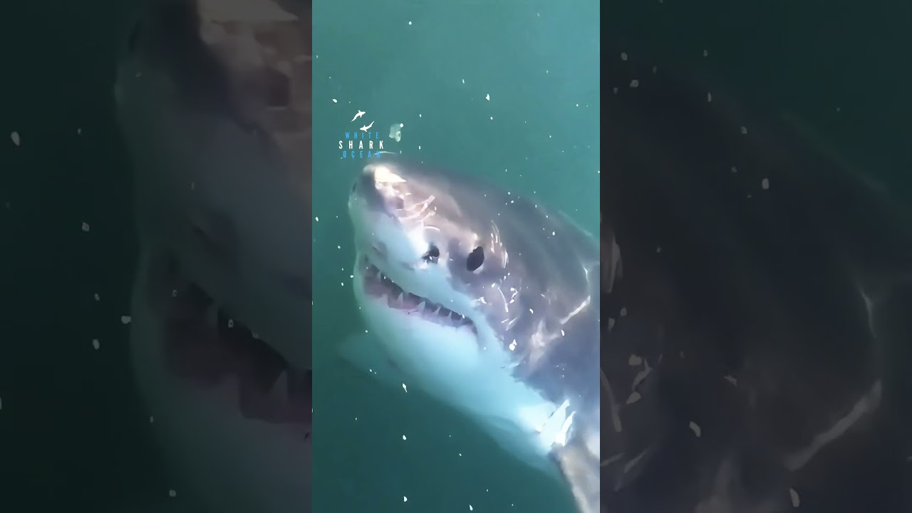 Great white shark checking out the world above