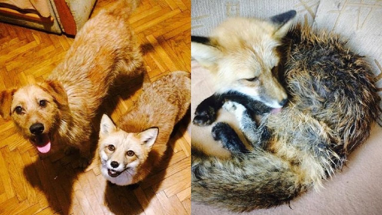 A woman rescued this fox from a fur farm – then got her a buddy to stop ...