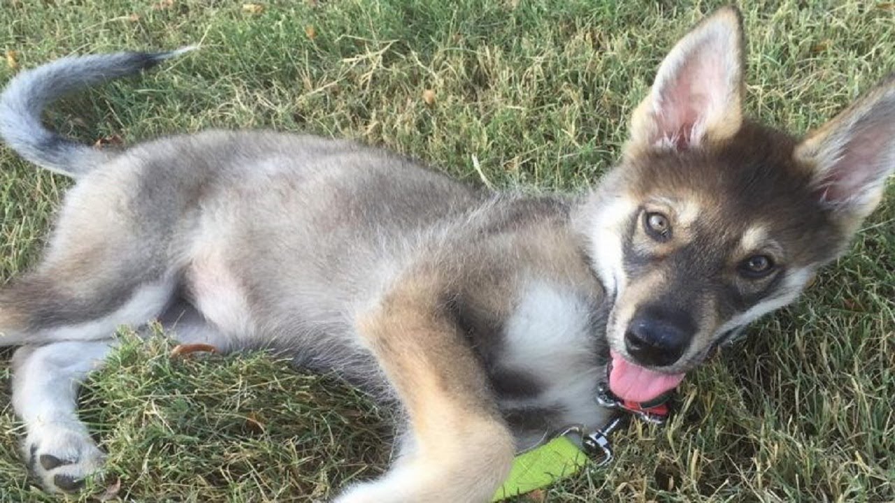 When this adopted puppy chose an unusual new BFF, there was no way it ...