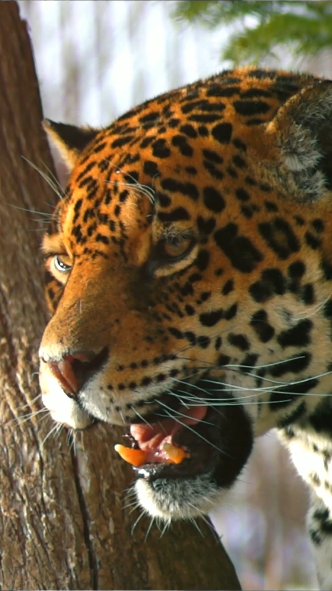 Jaguars: Footage of the apex predators, now an endangered species