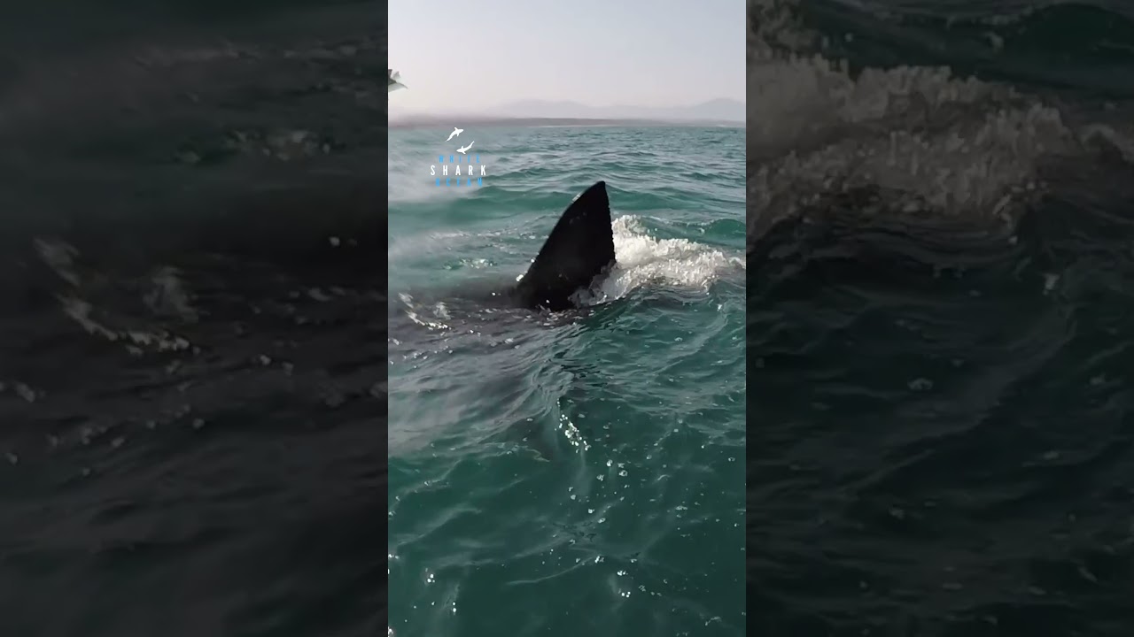 Big Great White Lunges Out Of The Water